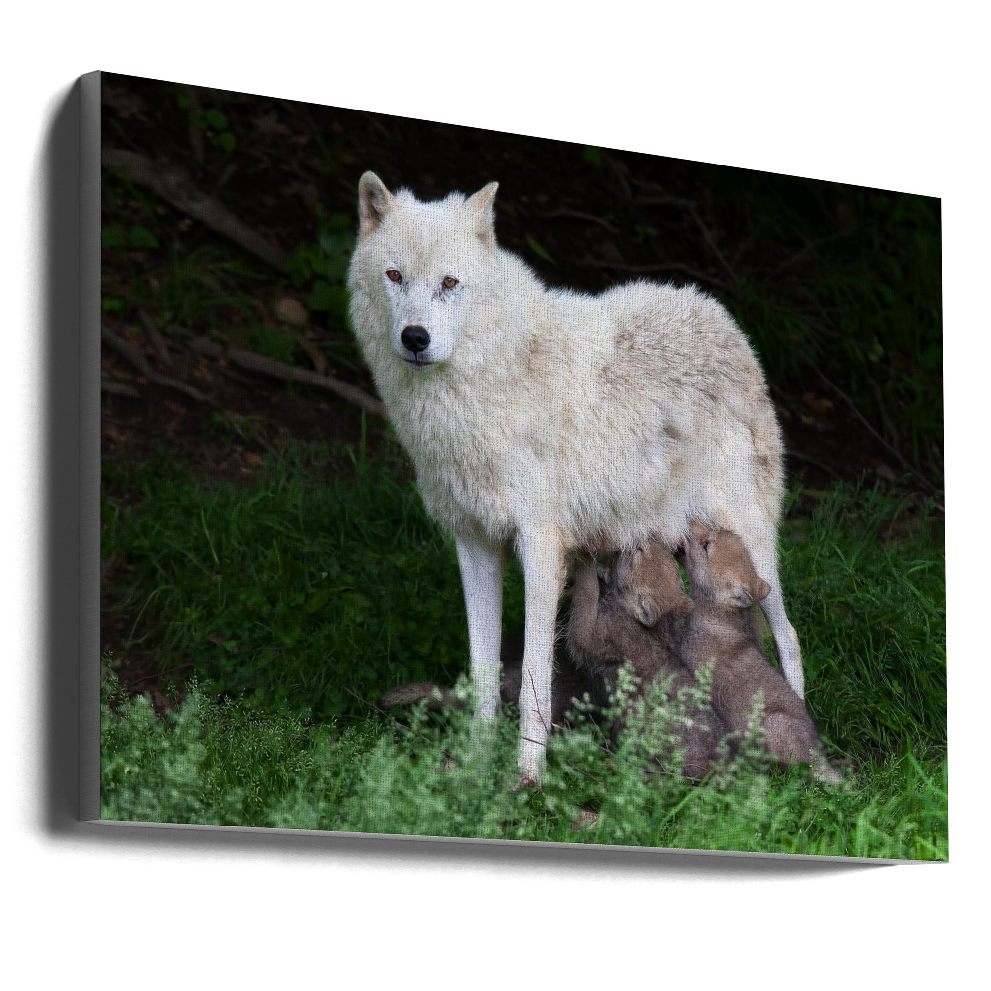 Wall art Arctic Wolves - Remus and Romulus
