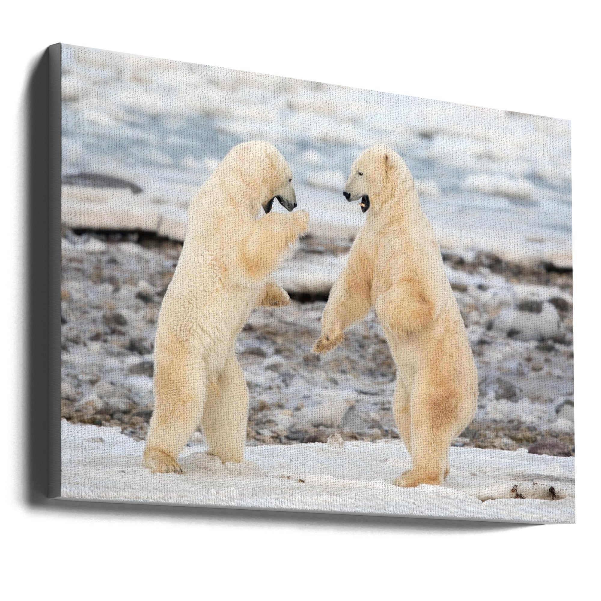 Wall art Fight